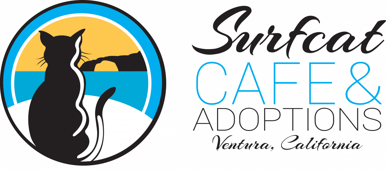 SurfCat Cafe + Adoptions | Saving Kitties Four Paws at a Time
